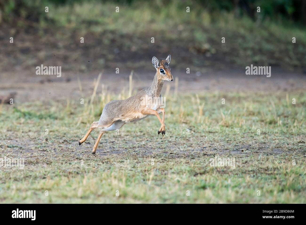 Dik dik run hi-res stock photography and images - Alamy