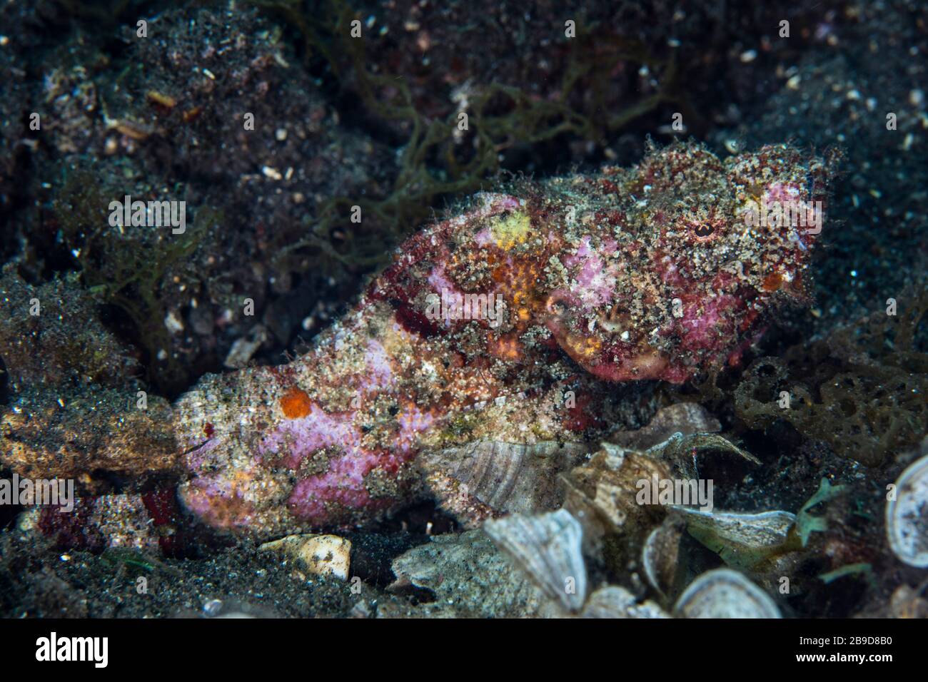 Flasher scorpionfish hi-res stock photography and images - Alamy
