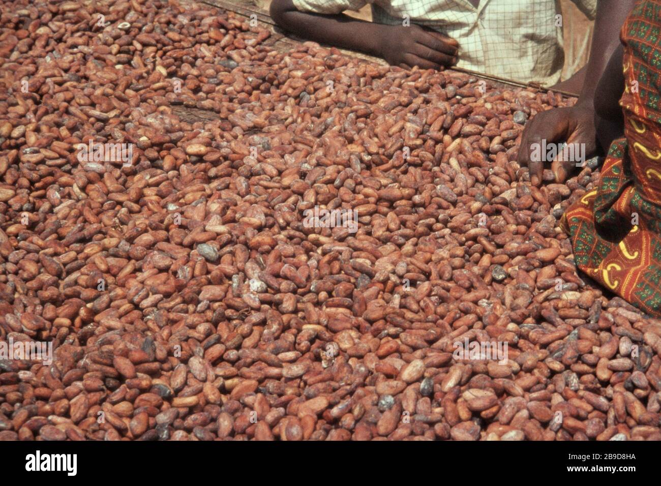 Sorting cocoa beans hi-res stock photography and images - Alamy