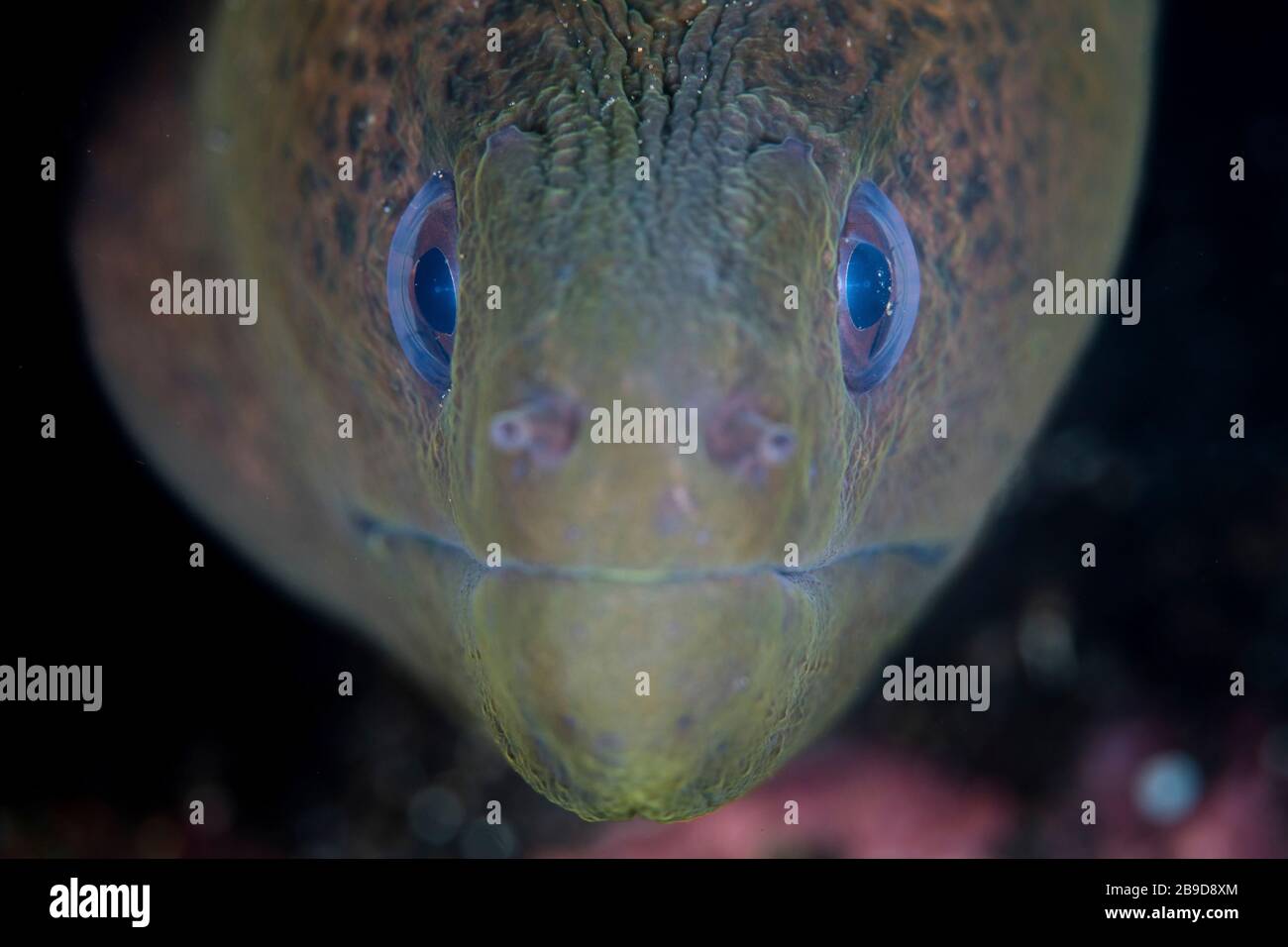 A giant moray eel, Gymnothorax javanicus Stock Photo - Alamy