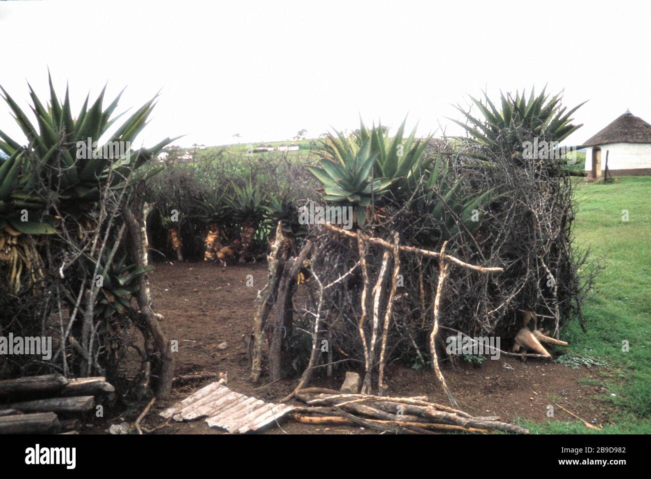 Kraal High Resolution Stock Photography and Images - Alamy
