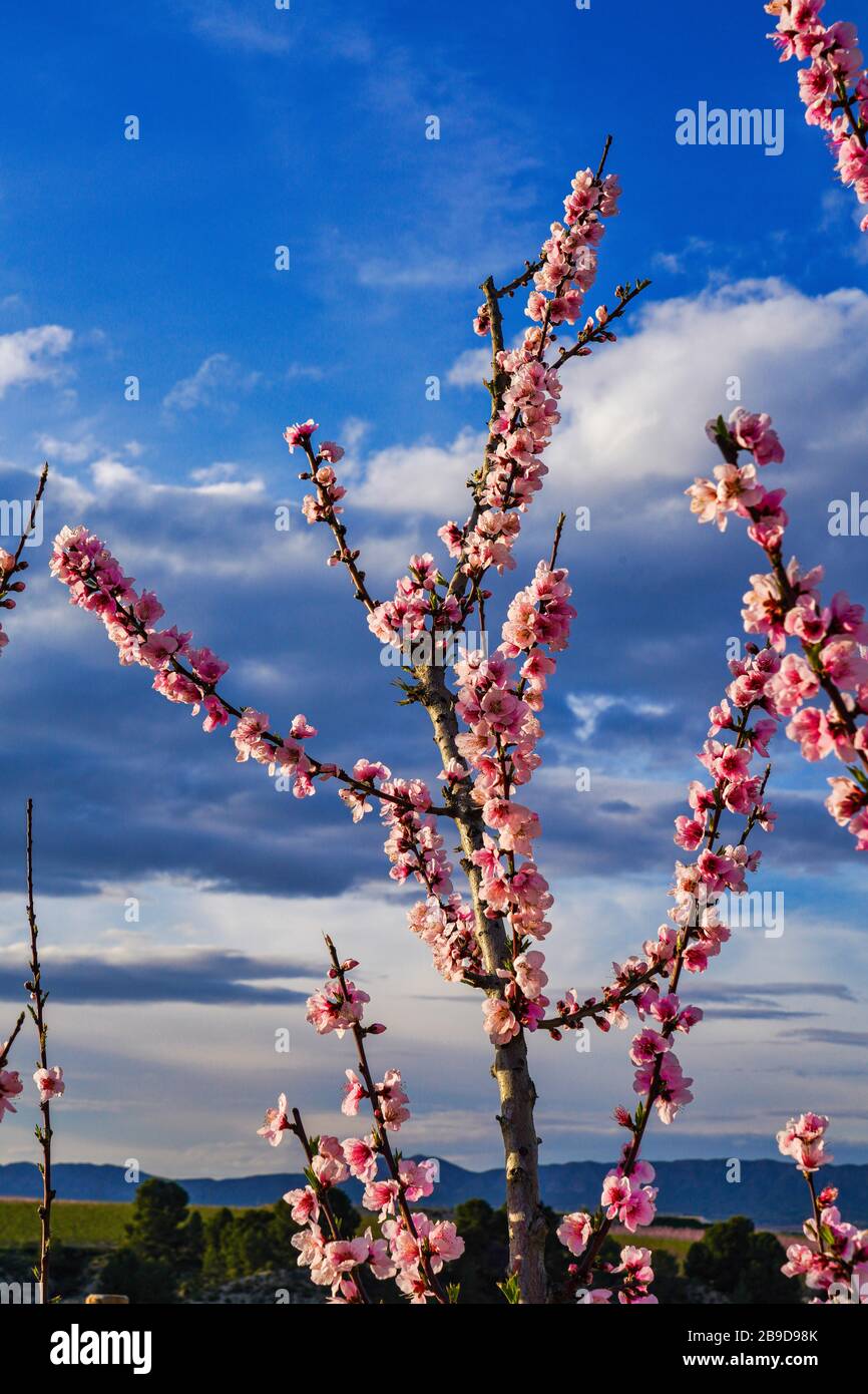 Peach blossom in Cieza La Torre. Photography of a blossoming of peach ...
