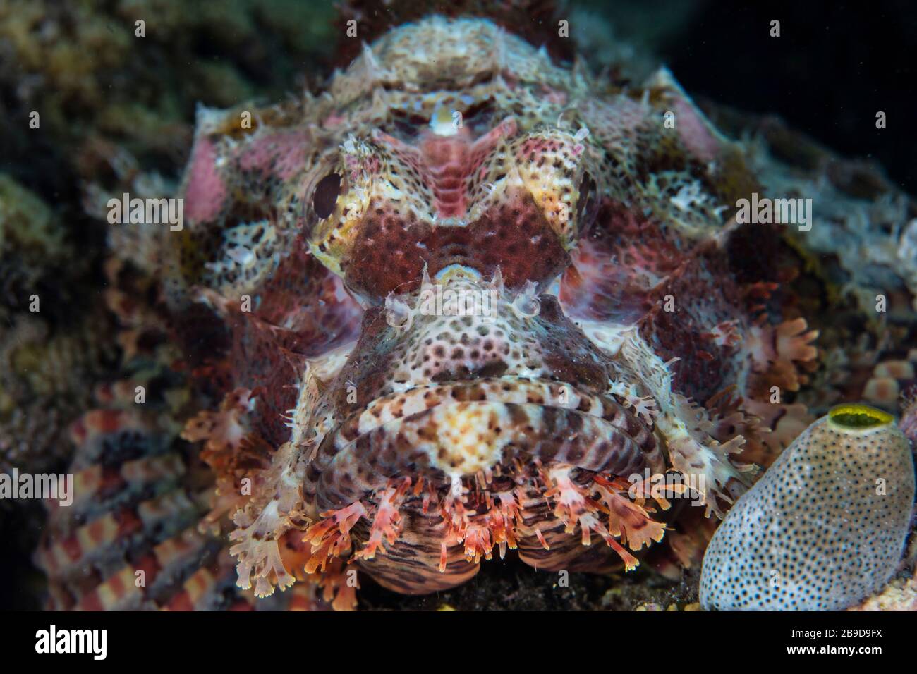 Banda islands hi-res stock photography and images - Alamy