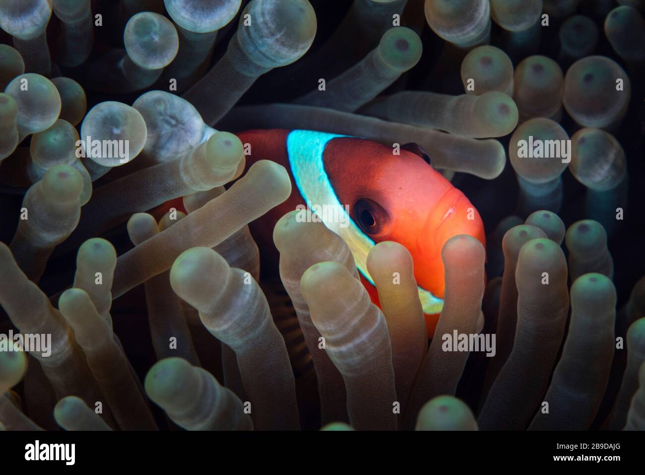 Part of triangle of fire hi-res stock photography and images - Alamy