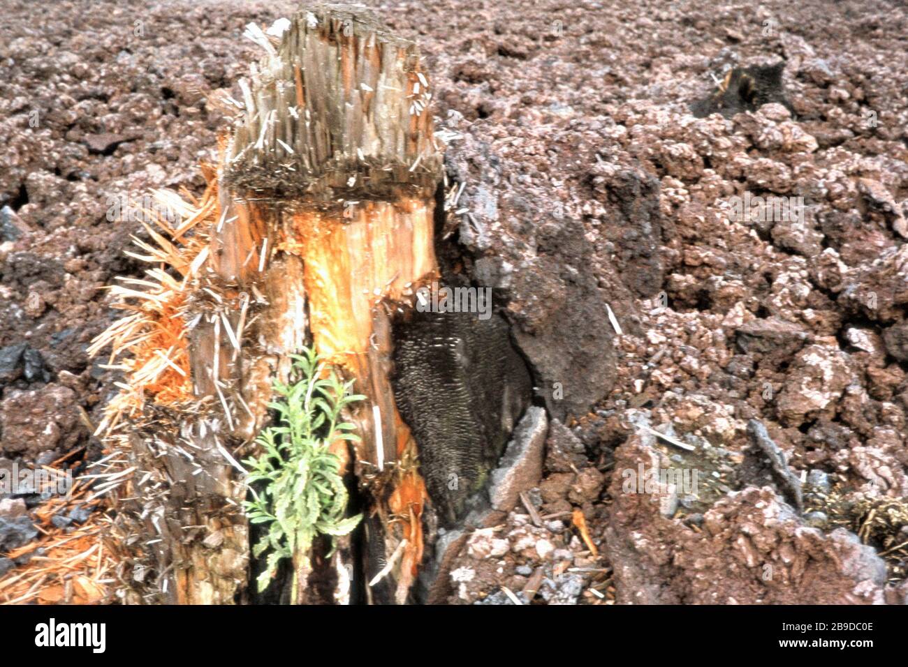 A charred tree stump in the cooled lava field at Nyiragonga. [automated ...