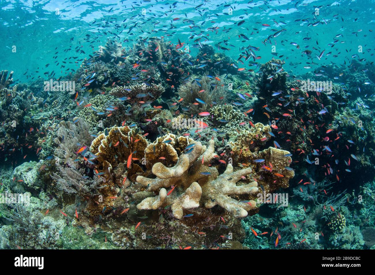 A beautiful coral reef thrives in shallow water in Indonesia's Ceram ...