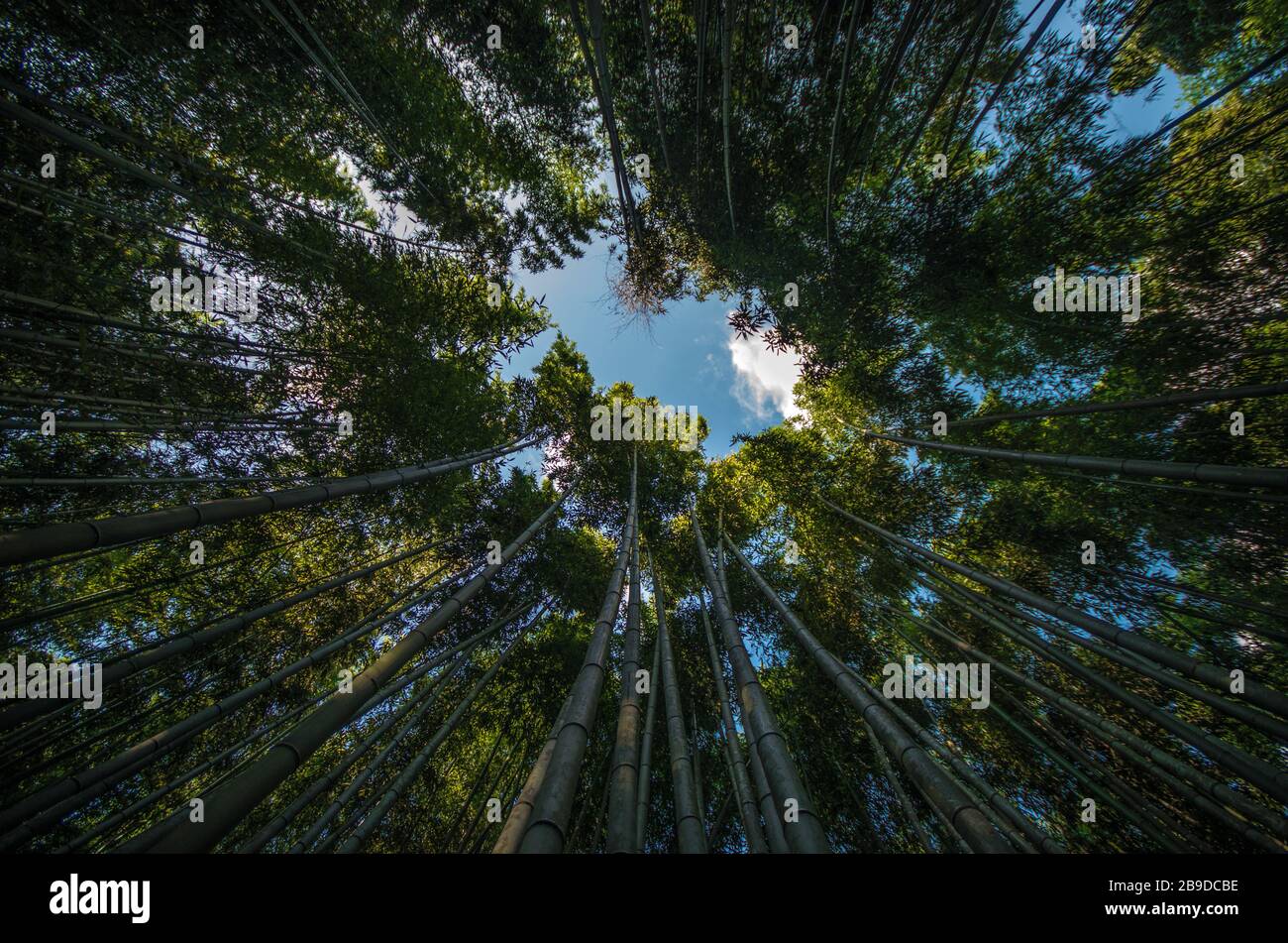 Shot of bamboo forest from below Stock Photo - Alamy