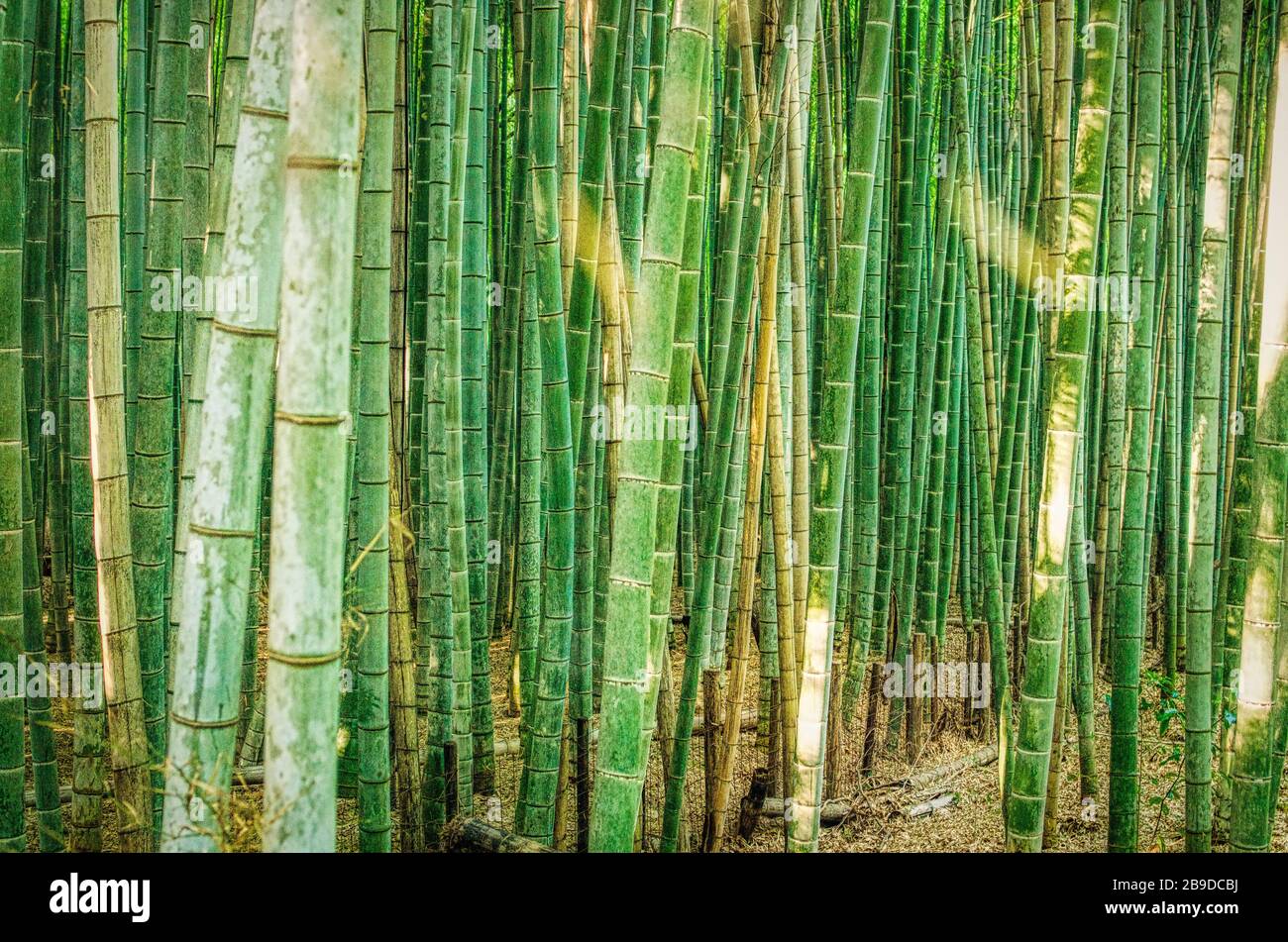 Bamboo forest. Minimalist Stock Photo - Alamy