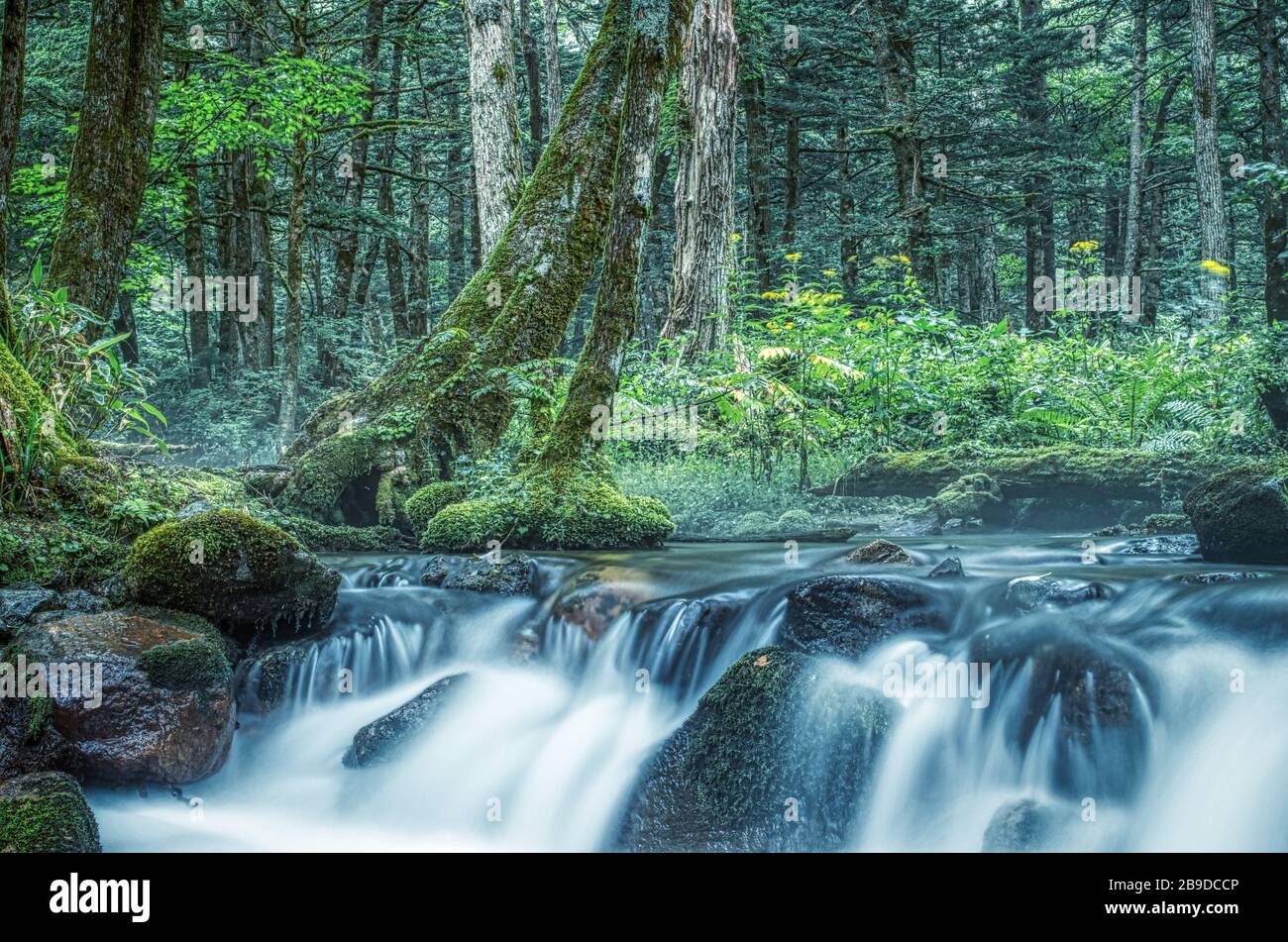 Long exposure of Wet forest with river Stock Photo - Alamy