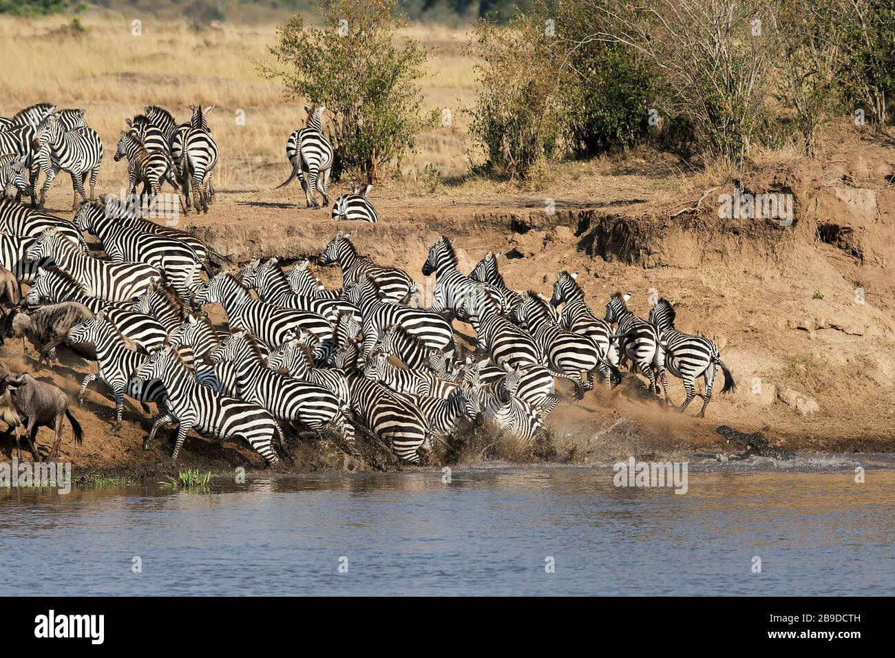 Mara river crossing zebra crocodile hi-res stock photography and images ...