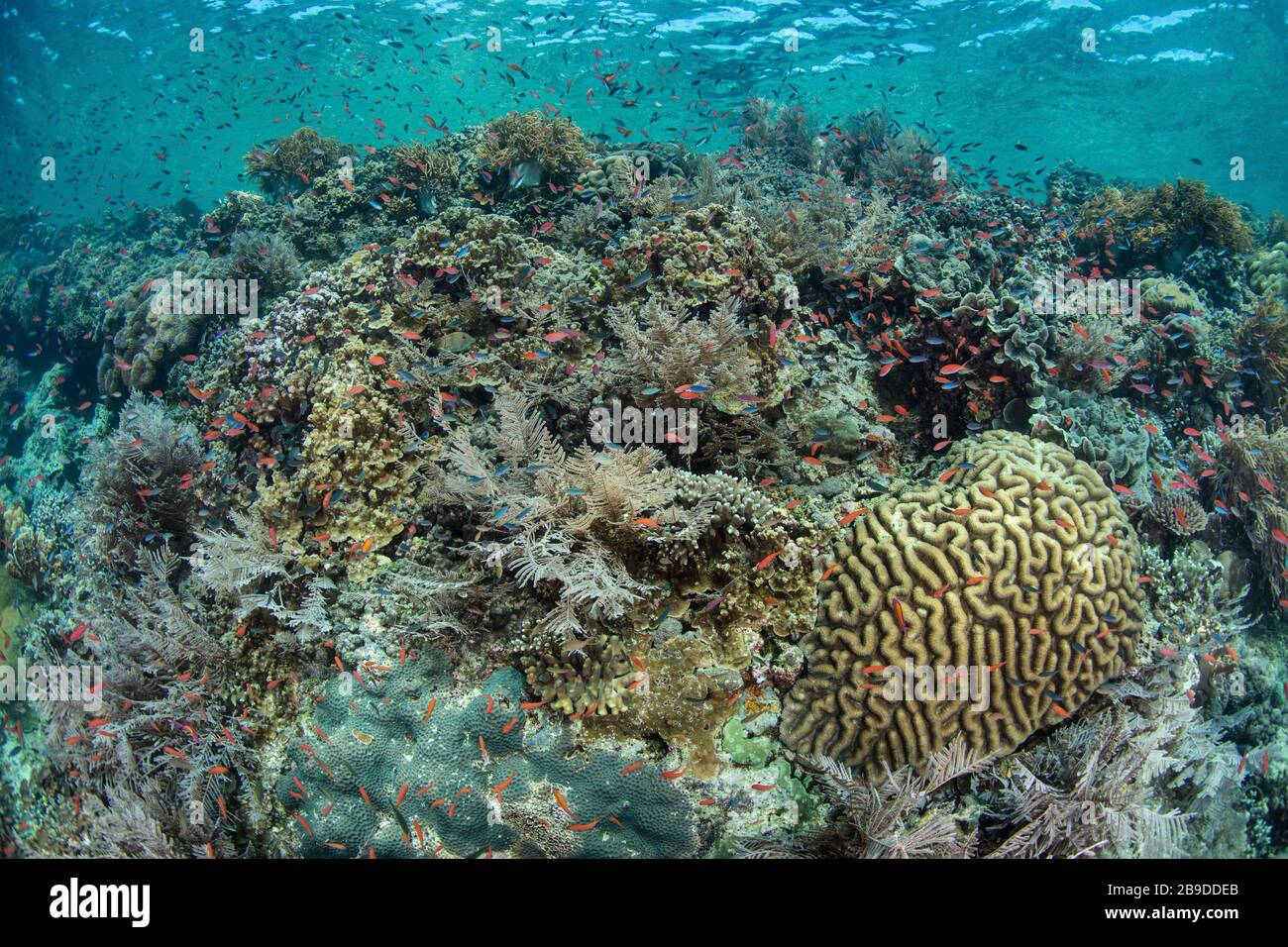 Ceram hi-res stock photography and images - Alamy