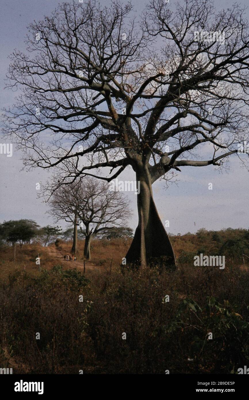 A Ceibo tree in the landscape before Guayaquil. [automated translation ...