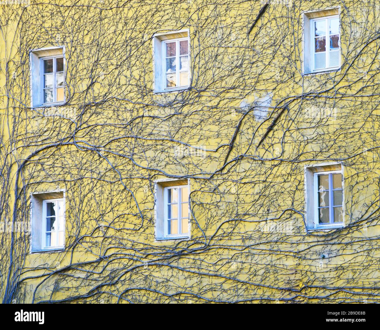 Old house and vines hi-res stock photography and images - Alamy