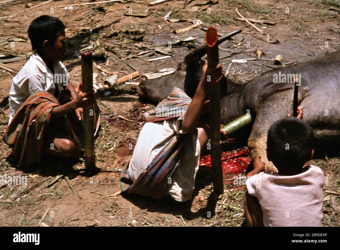 Blood sampling cow hi-res stock photography and images - Alamy
