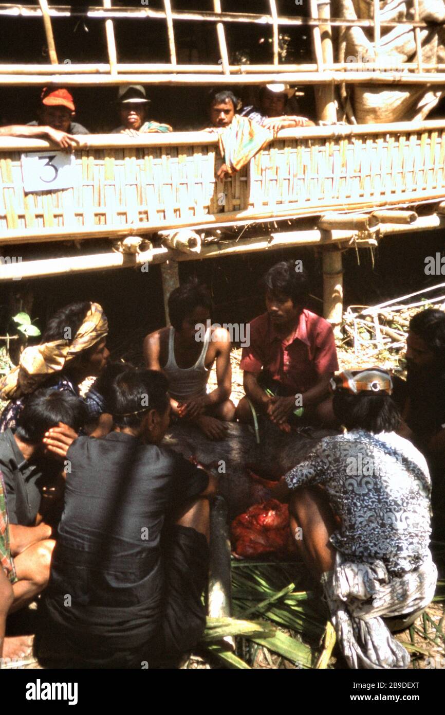 Gutting pig hi-res stock photography and images - Alamy