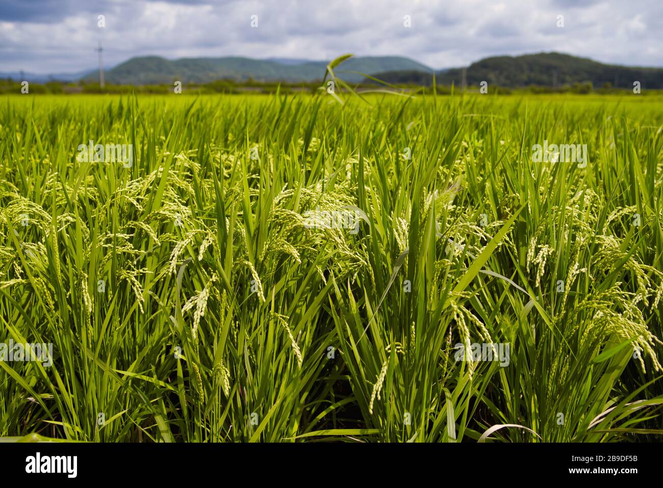 Close-up of rice plants in the rice field in South Korea Stock Photo ...