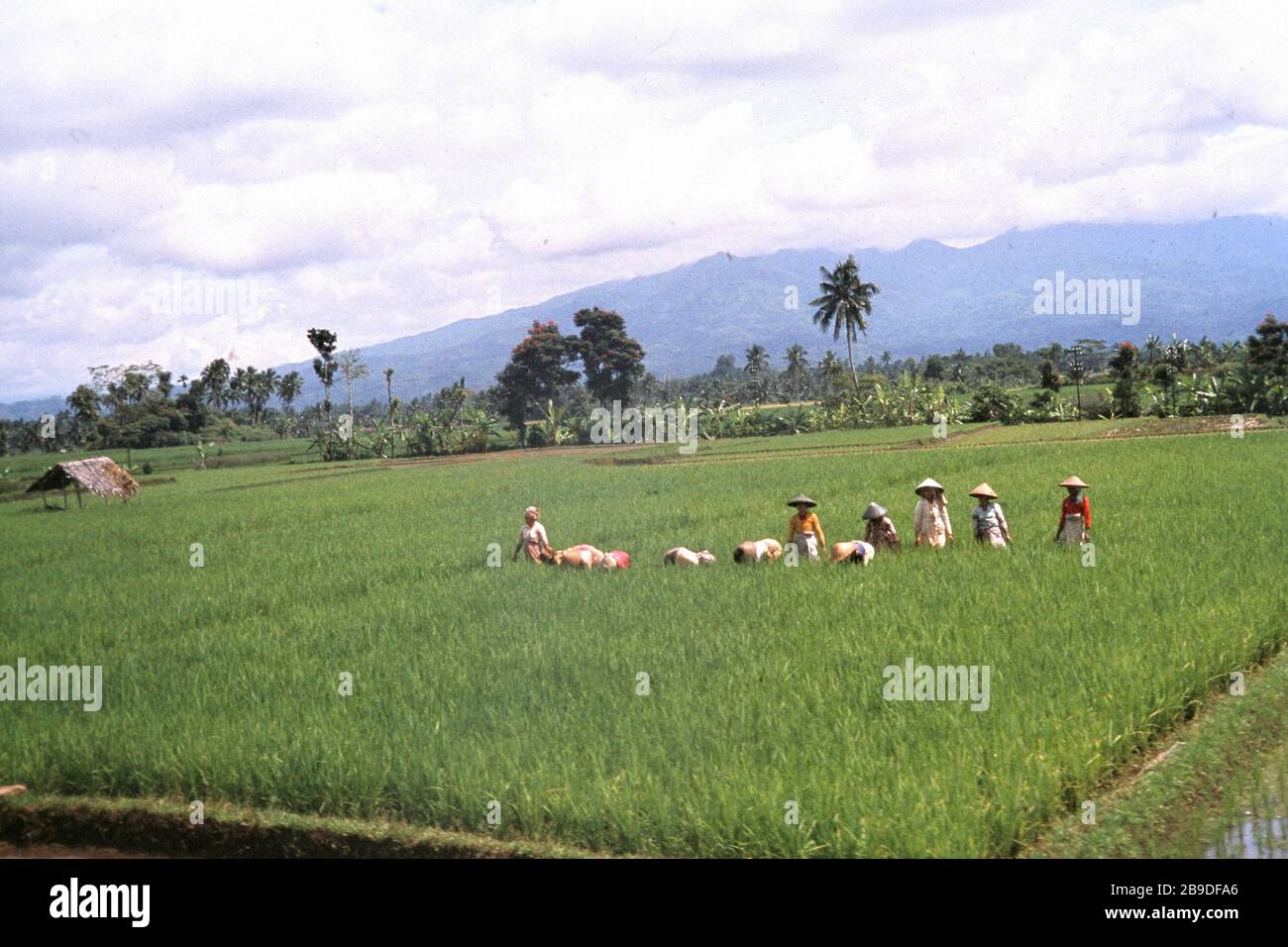 West java women farmers hi-res stock photography and images - Alamy