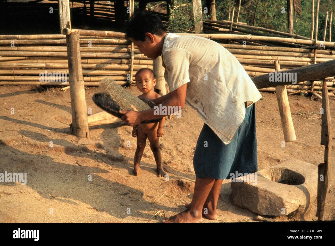 A man of the Lahu ethnic group is dicing his harvest while a boy ...