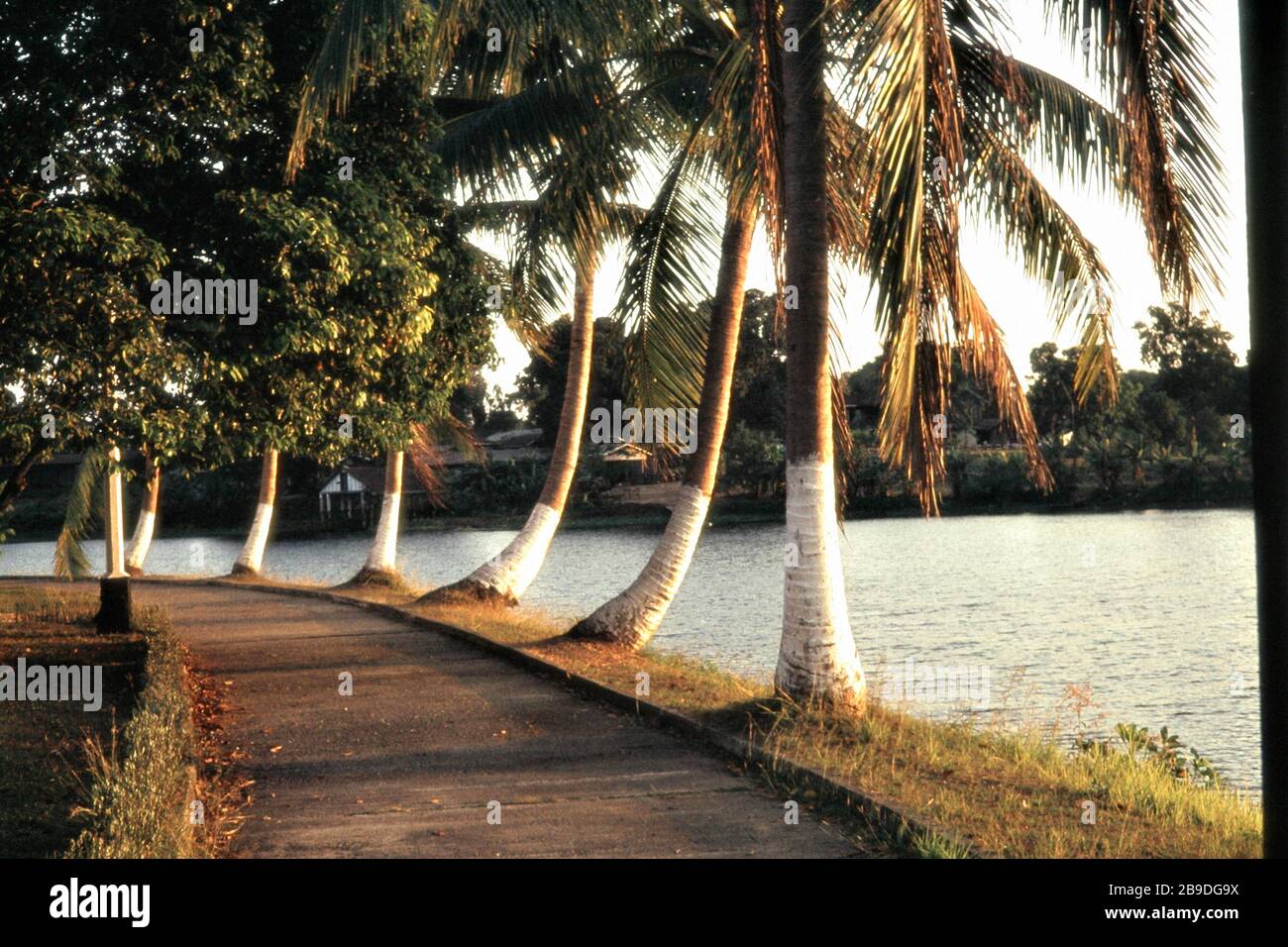 A path with palm trees leads past Lake Inya in Rangoon. [automated ...