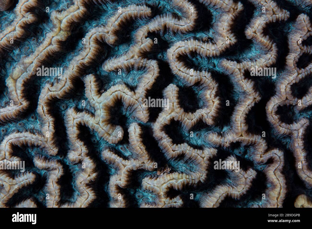 Detail of a reef-building coral colony Stock Photo - Alamy