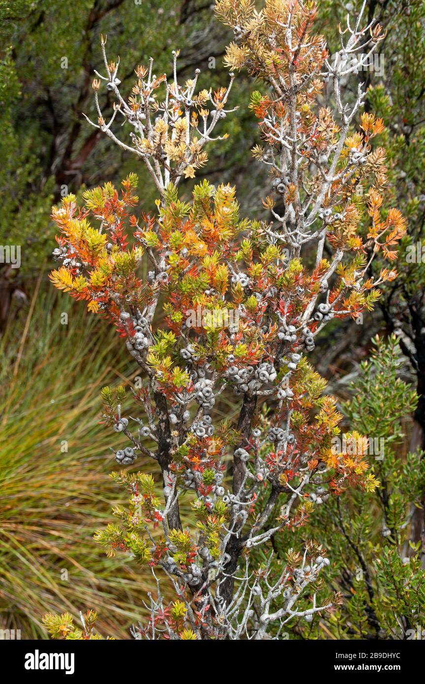 Cradle Mountain Tasmania, spring new growth on alpine tree Stock Photo ...