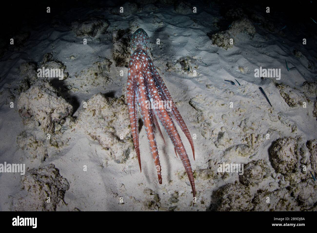 A starry night octopus, Callistoctopus luteus, searches for prey on a ...