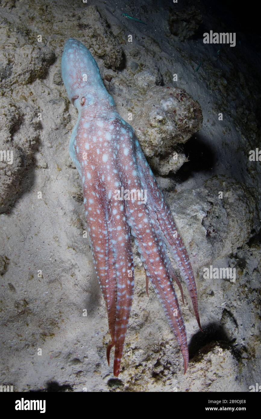 Lesser octopus hi-res stock photography and images - Alamy