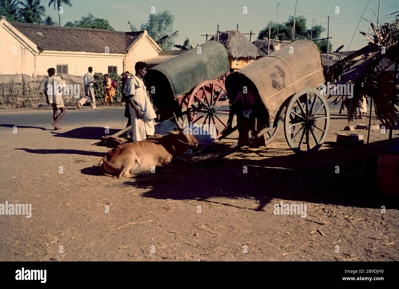 Carts pulled by cattle hi-res stock photography and images - Alamy