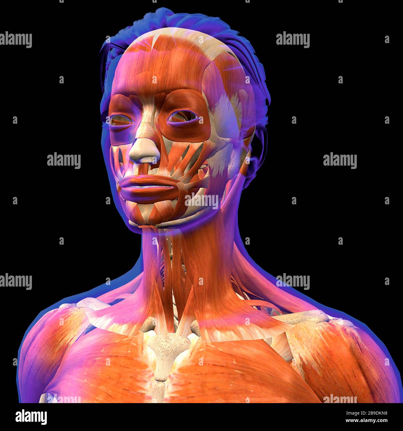 3D rendering of the facial muscles of a woman outlined in glowing ...