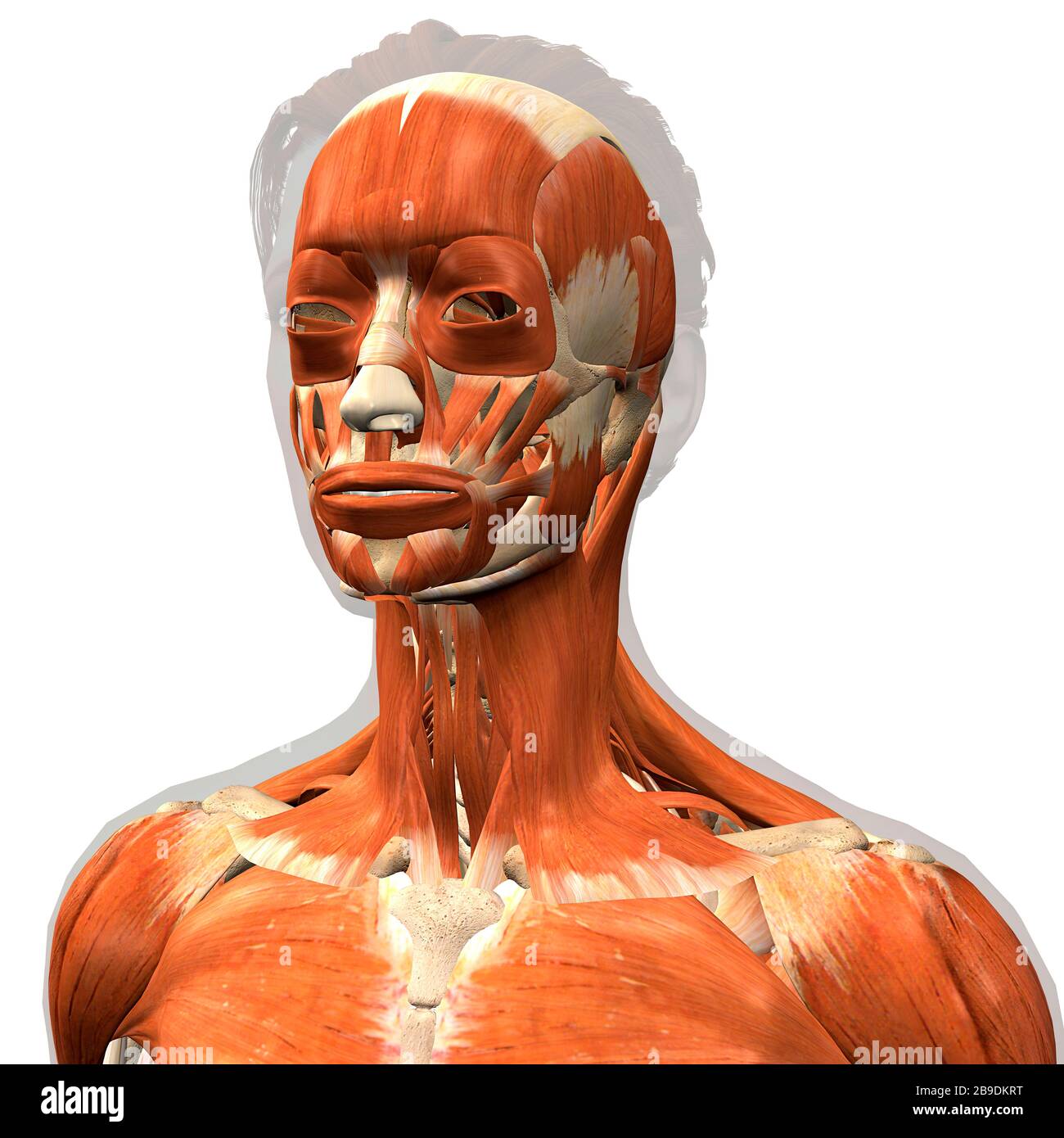 3D rendering of the facial muscles of a woman, frontal view on a white ...