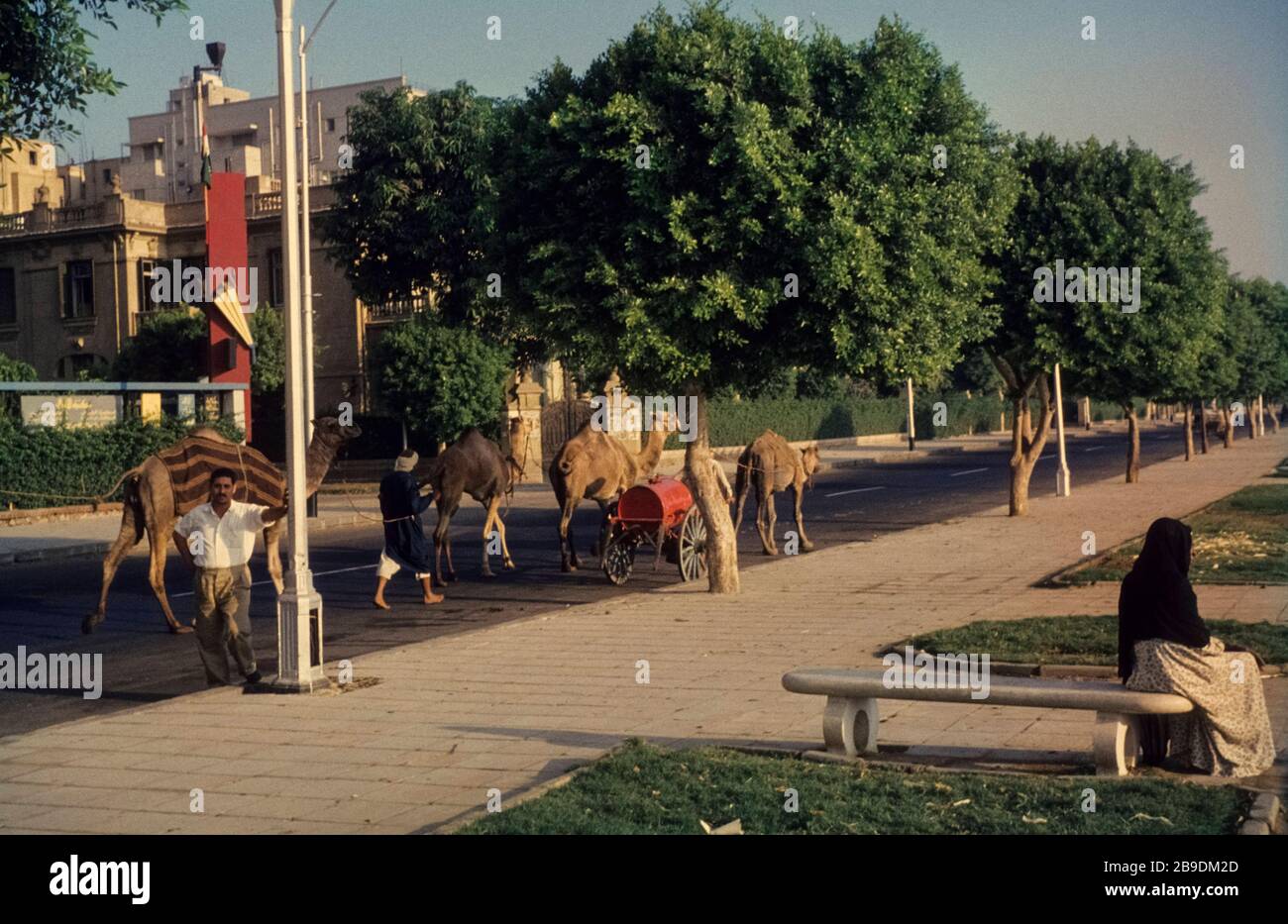 Cairo streets animals hi-res stock photography and images - Alamy