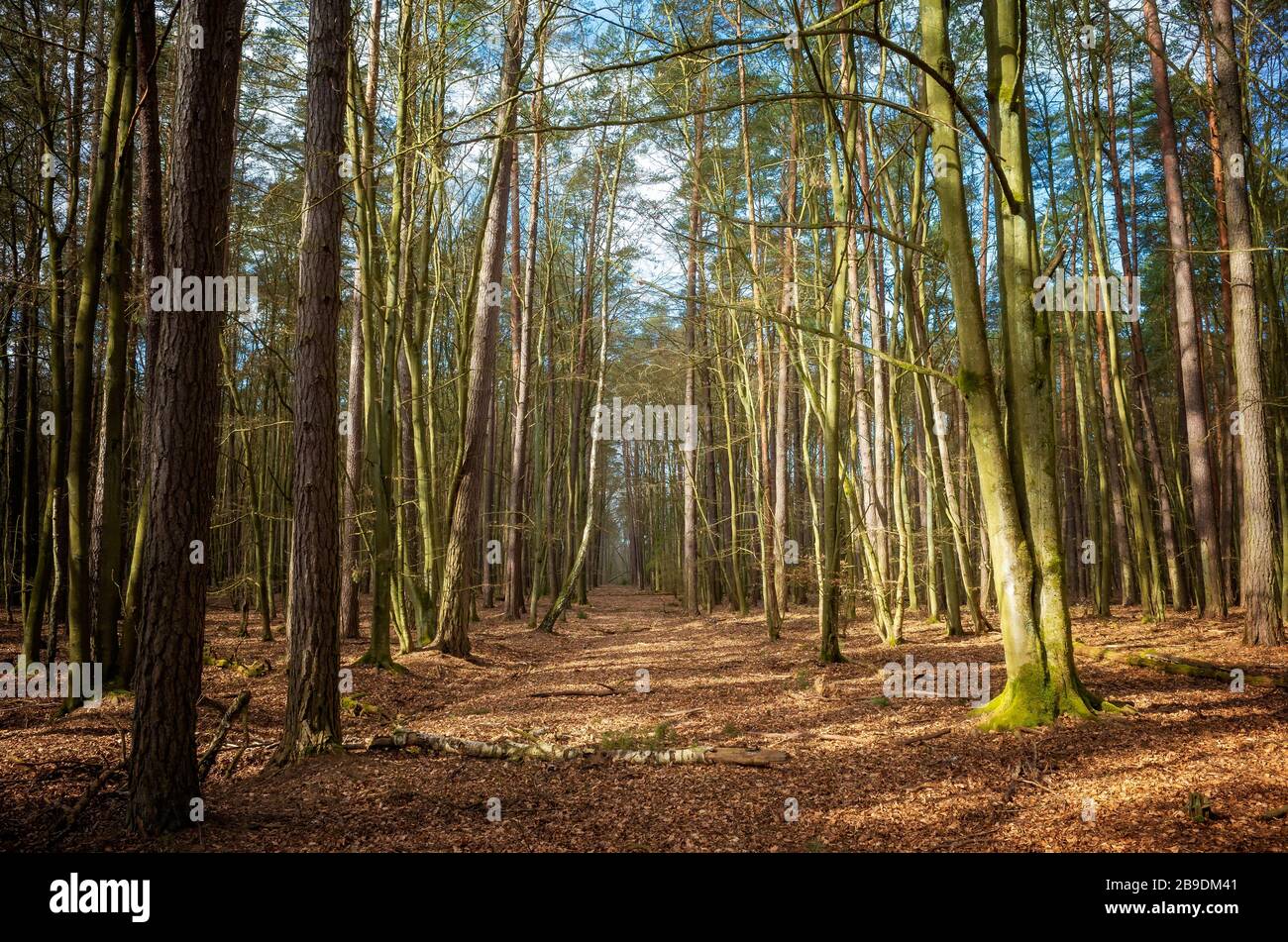 Wilderness spring hi-res stock photography and images - Alamy