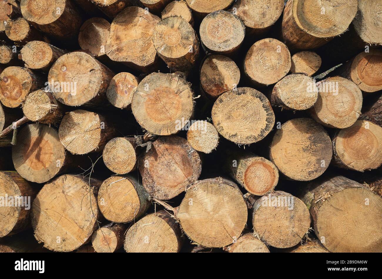 Close up picture of stacked tree logs Stock Photo - Alamy