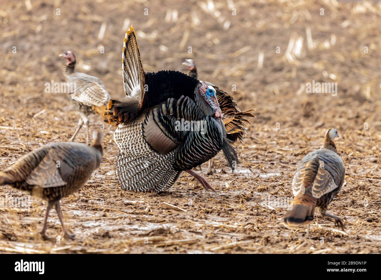 Wild turkey. Wild turkey is American native animal Stock Photo - Alamy