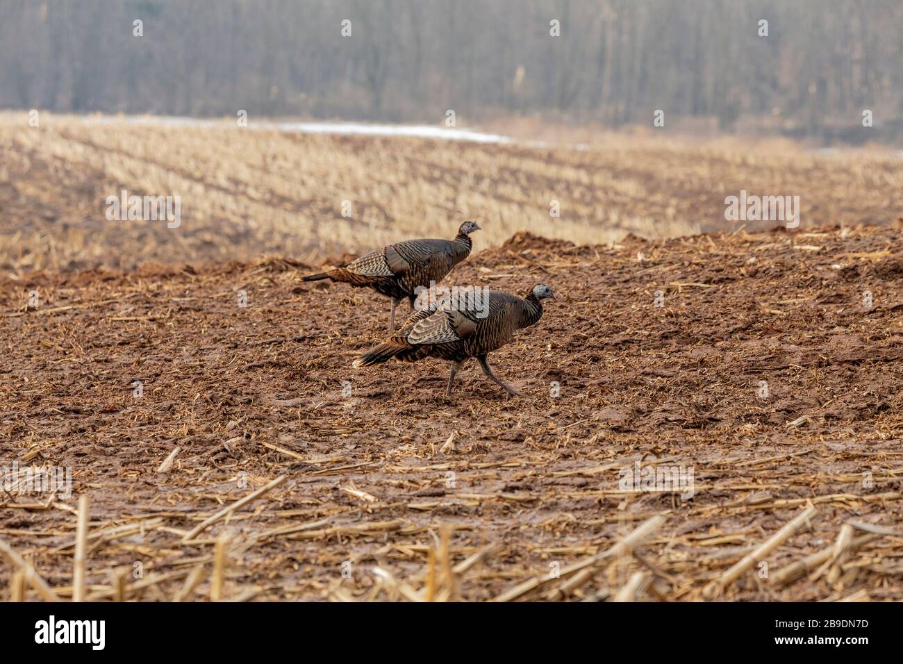 Wild turkey. Wild turkey is American native animal Stock Photo - Alamy
