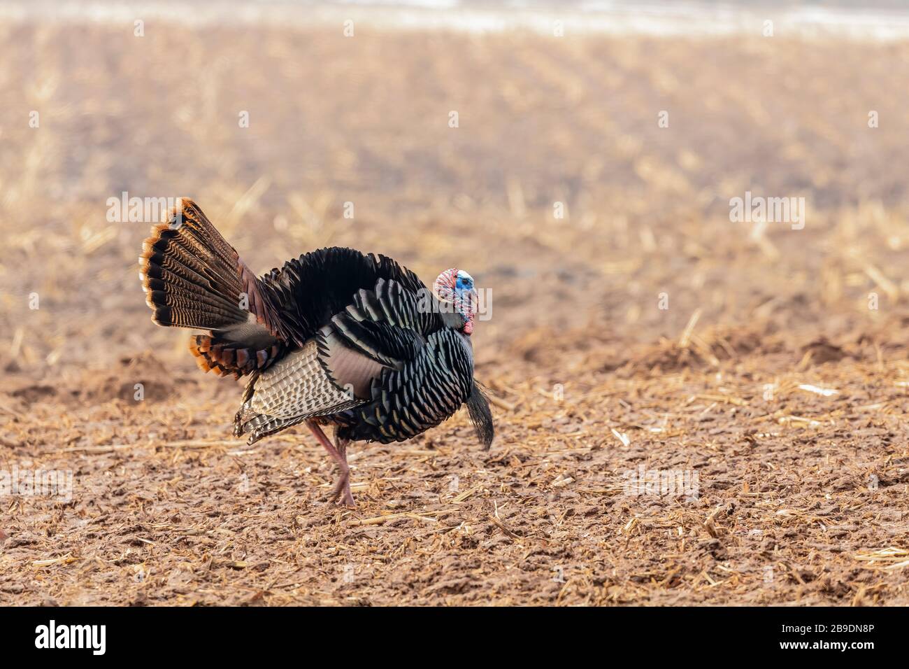 Wild turkey. Wild turkey is American native animal Stock Photo - Alamy