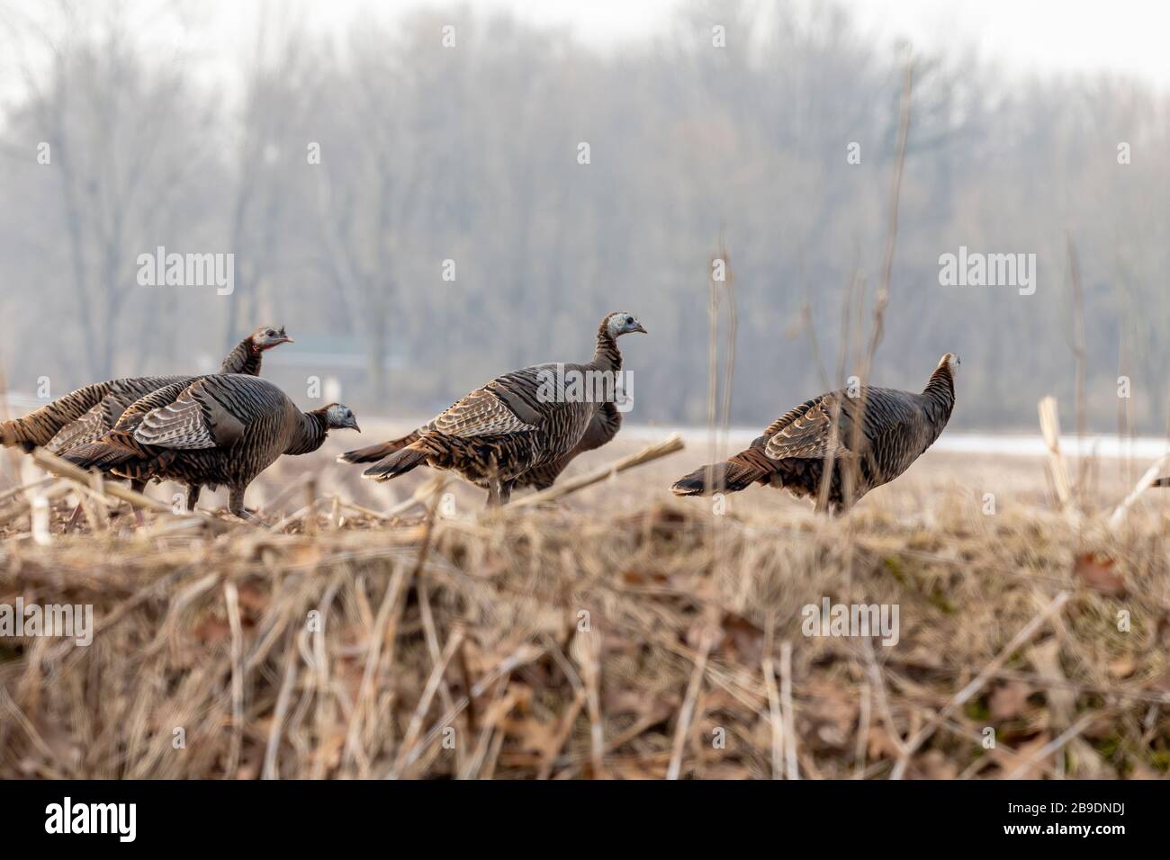 Wild turkey. Wild turkey is American native animal Stock Photo - Alamy