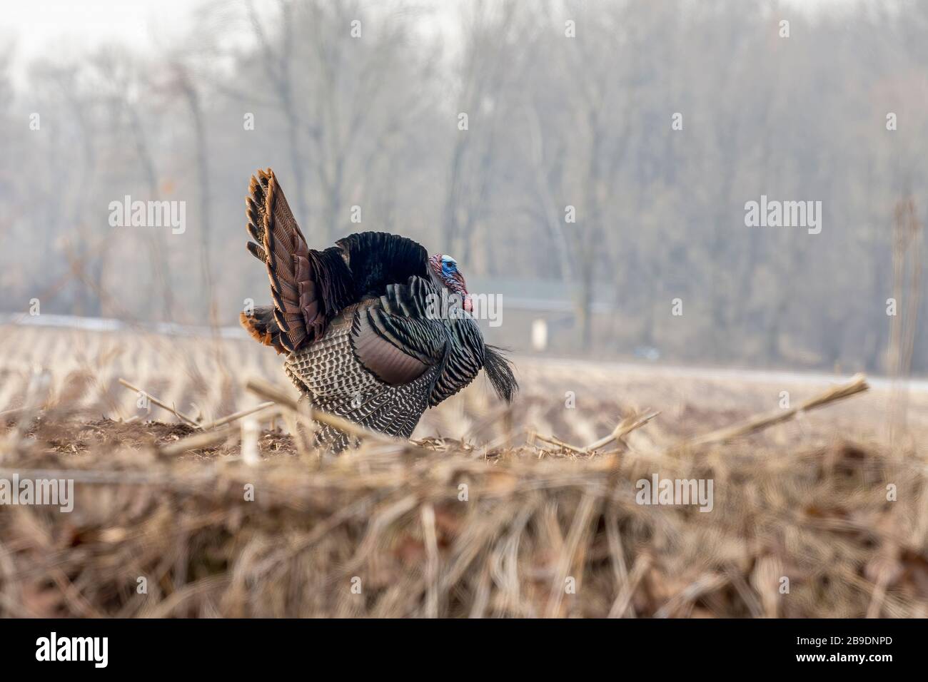 Wild turkey. Wild turkey is American native animal Stock Photo - Alamy