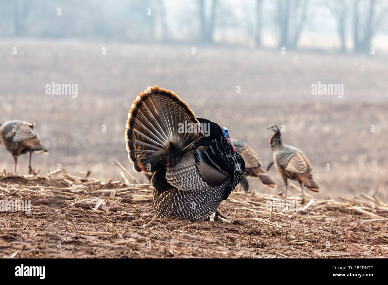 Wild turkey. Wild turkey is American native animal Stock Photo - Alamy