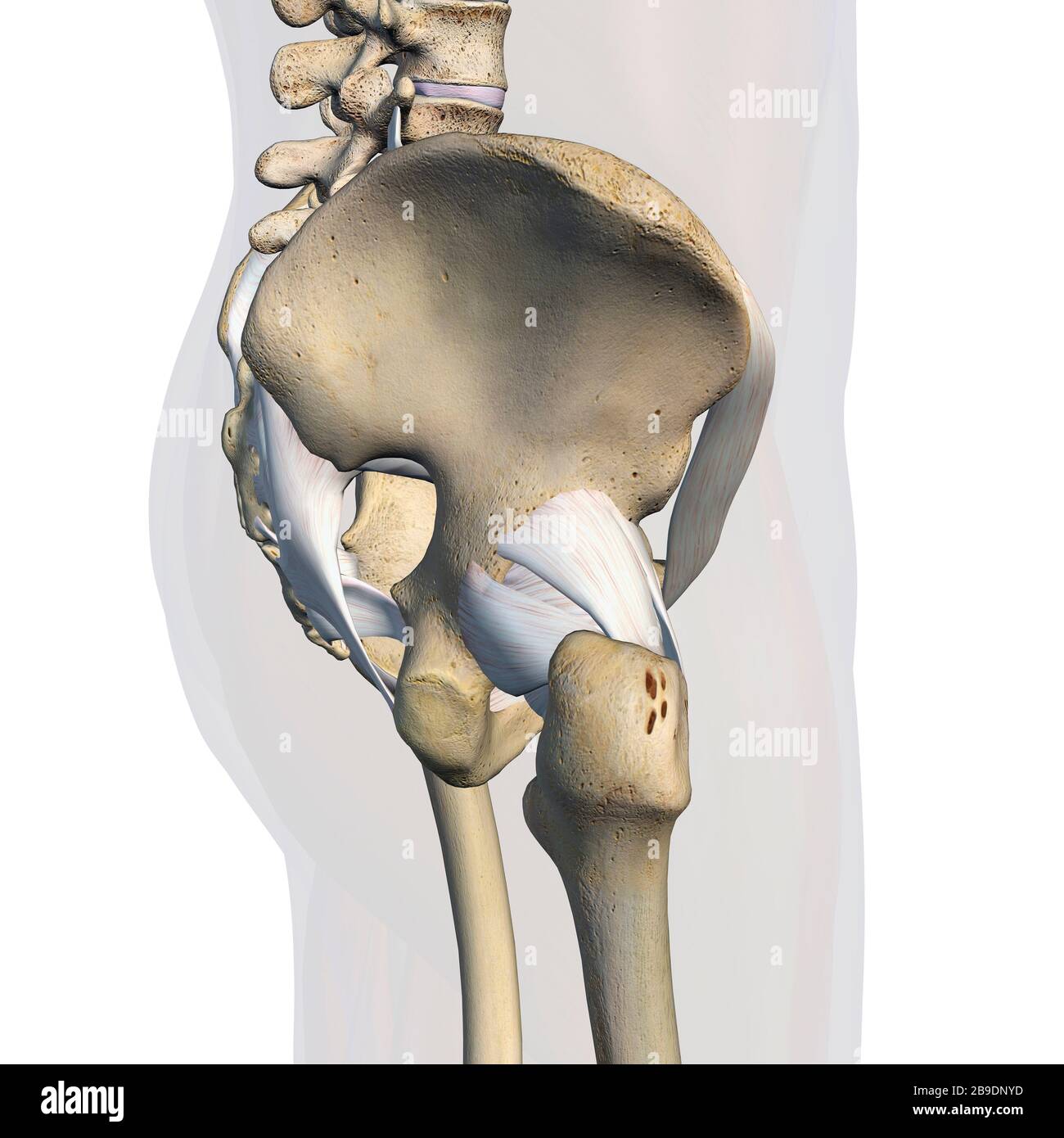 Ischial spine hi-res stock photography and images - Alamy