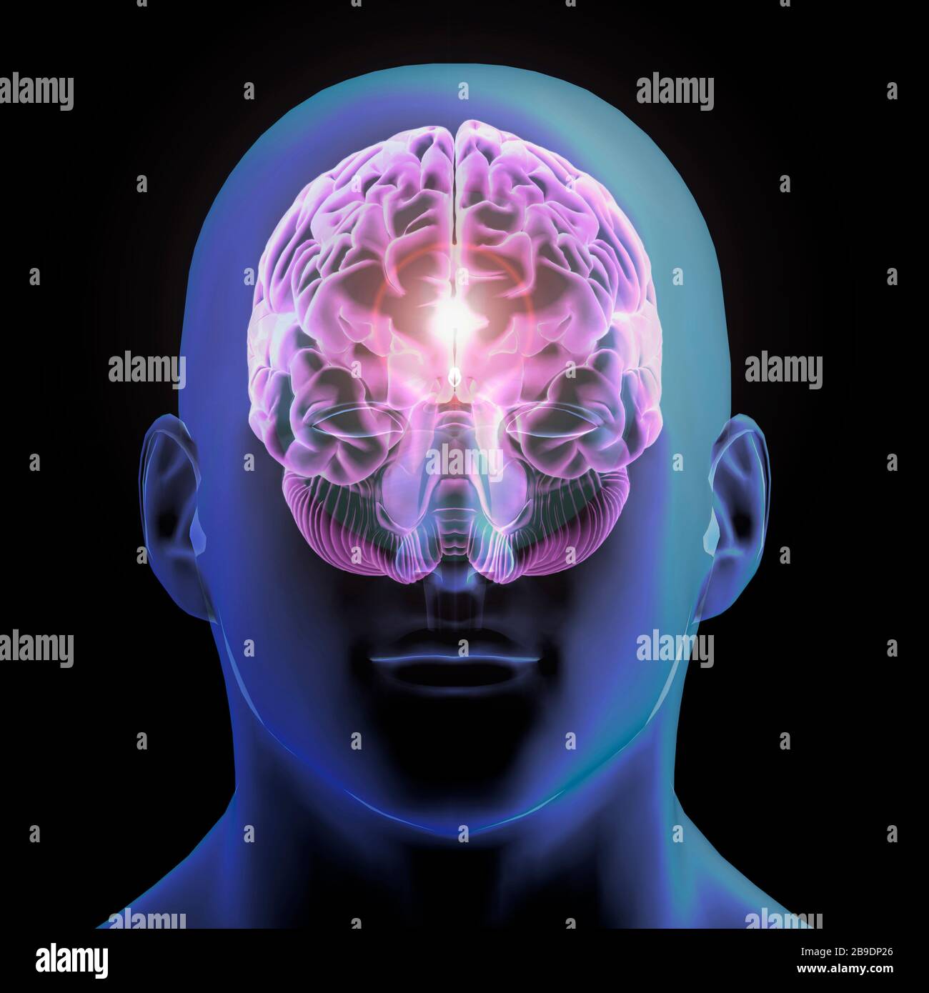 Male anatomy internal organs with head hi-res stock photography and ...