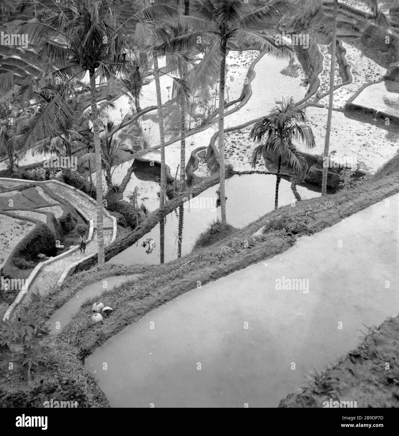 Water filled rice fields hi-res stock photography and images - Alamy