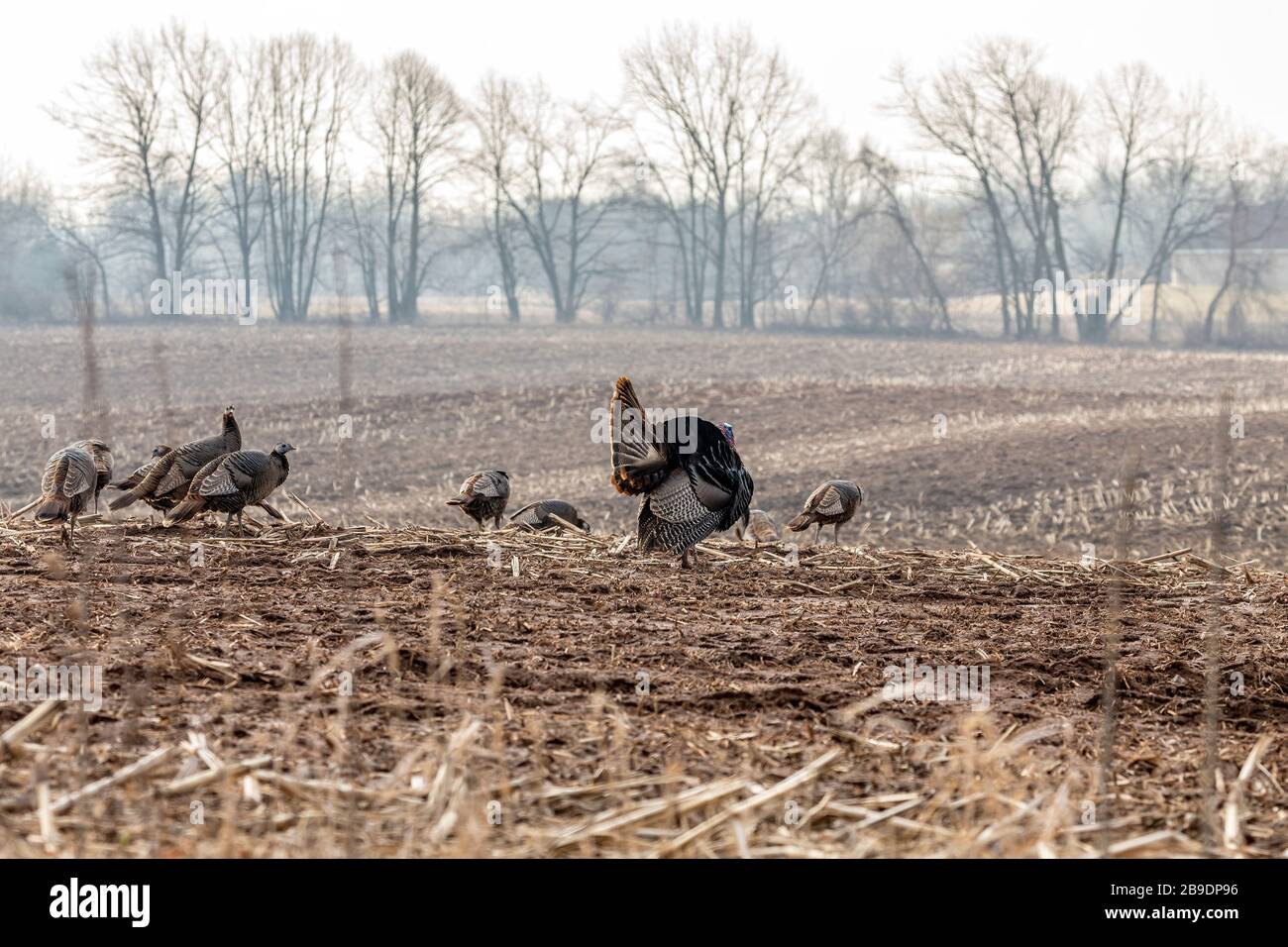 Wild turkey. Wild turkey is American native animal Stock Photo - Alamy