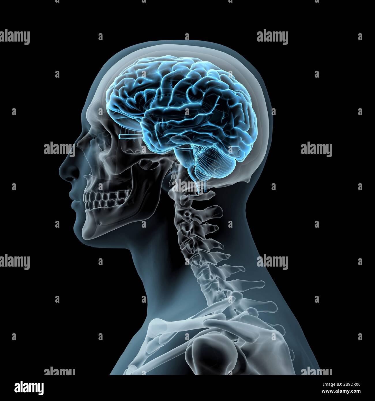 Brain and spinal cord hi-res stock photography and images - Alamy