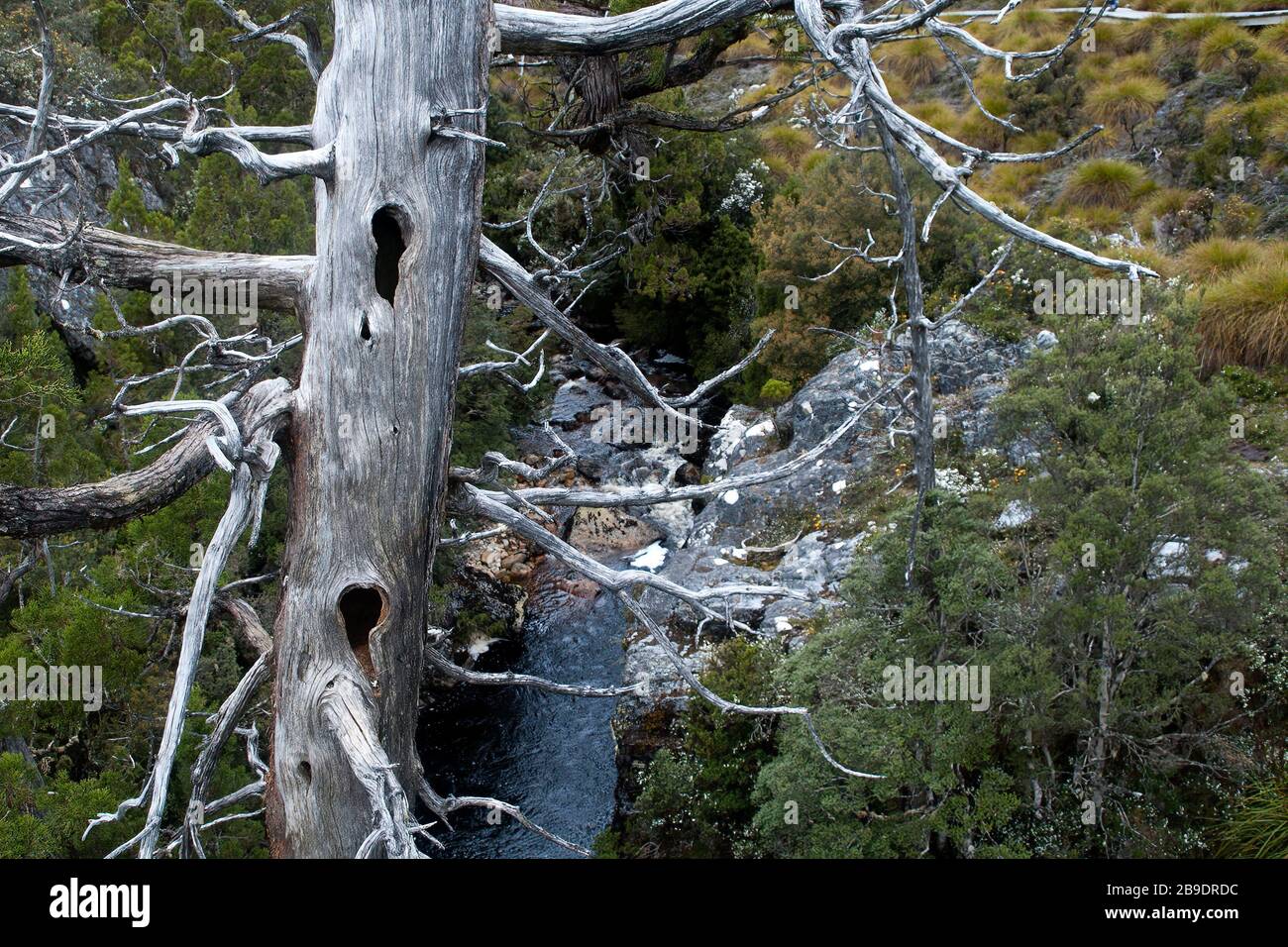 Cradle Mountain Tasmania, dead tree with nesting hollows with rugged ...