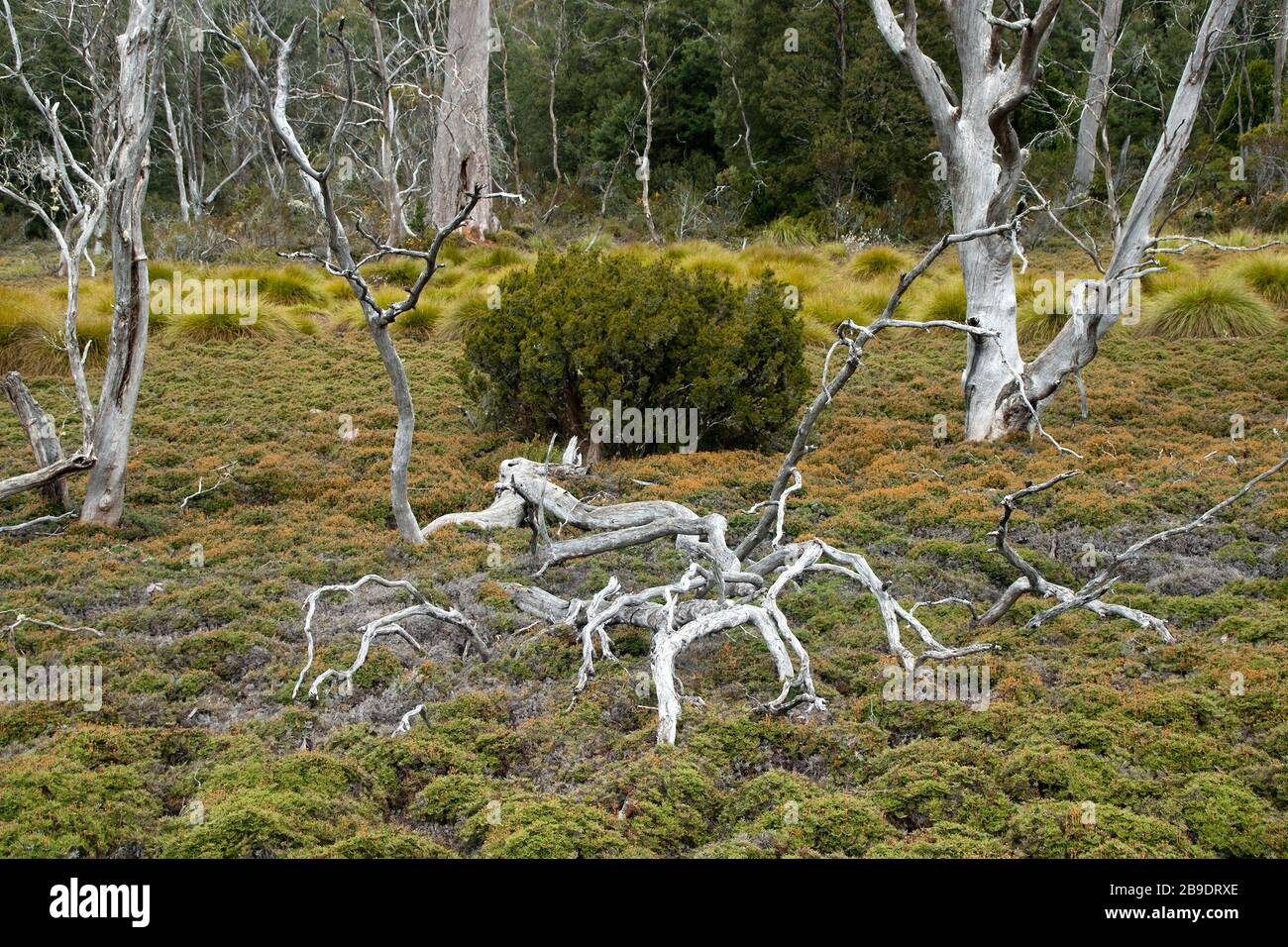 Native australian bush dead wood hi-res stock photography and images ...