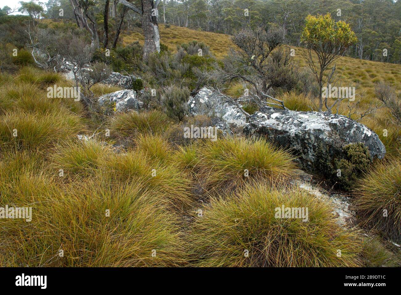Alpine Vegetation Tasmania High Resolution Stock Photography and Images ...