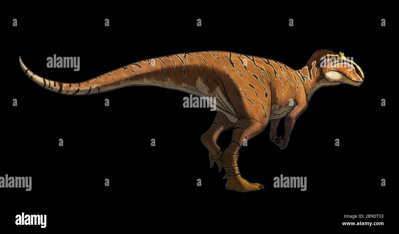 Primeval Allosaurus