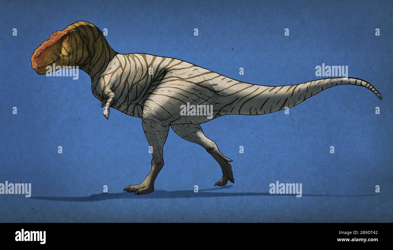 Lateral view of a Tyrannosaurus rex Stock Photo - Alamy