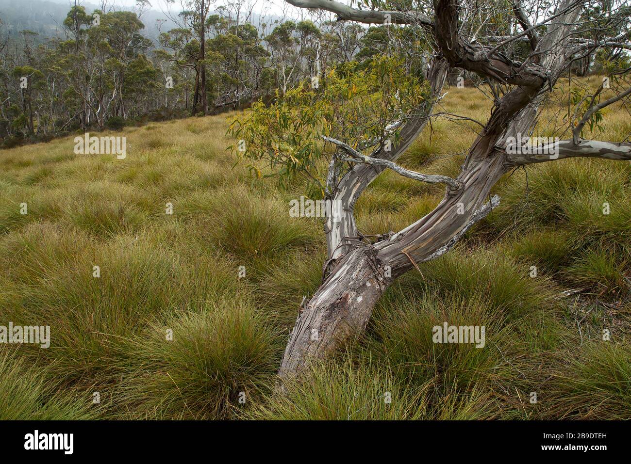Alpine vegetation tasmania hi-res stock photography and images - Alamy